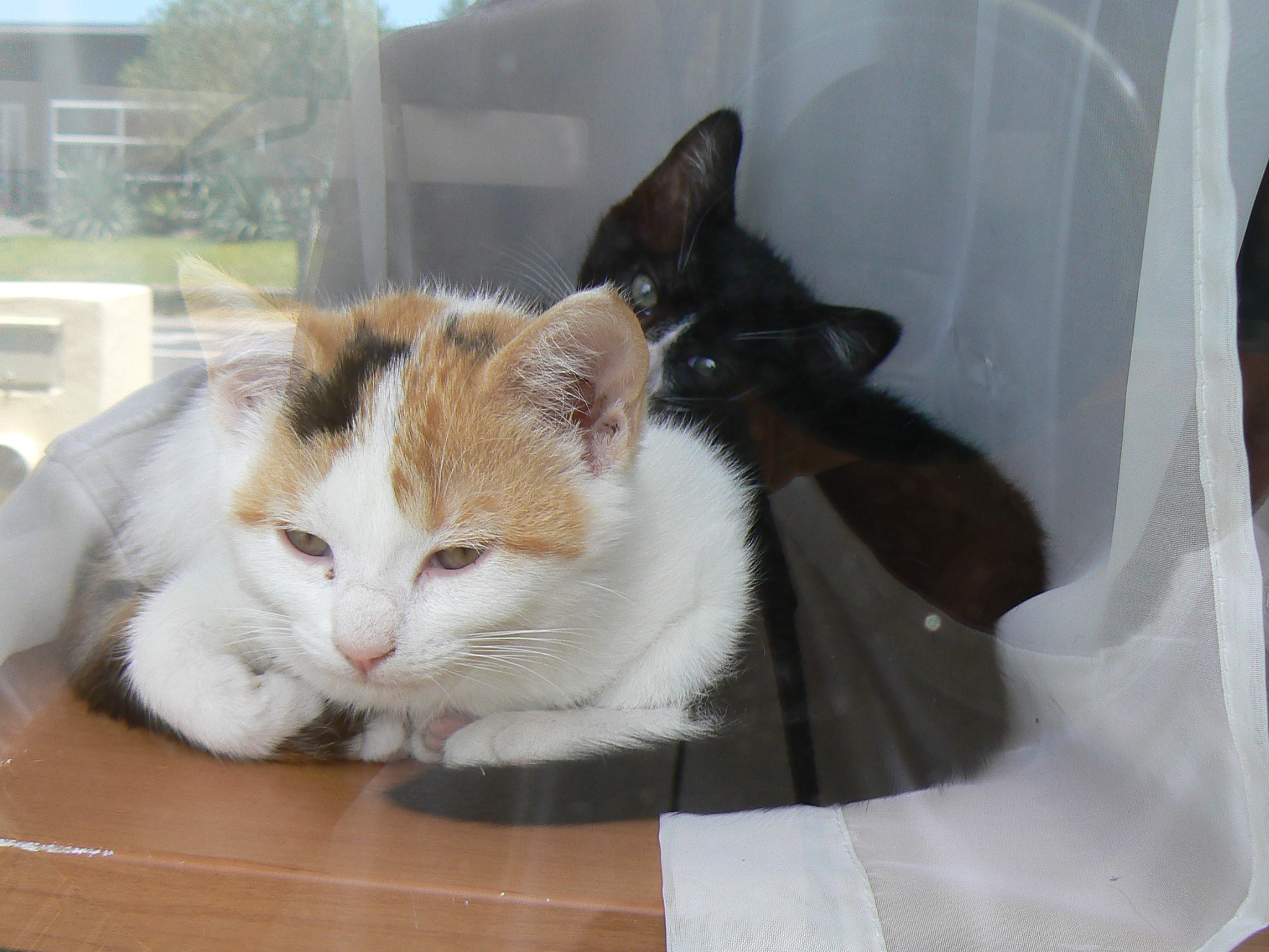 Dr Tim Maltby - Tauranga City Council News